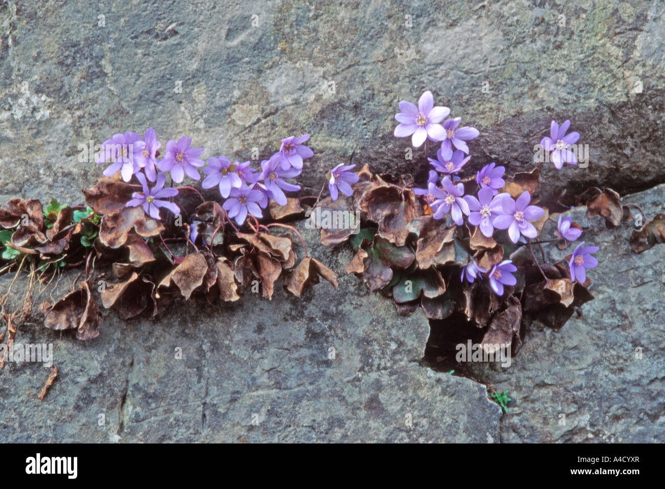 Liverwort (Hepatica nobilis), flowering plants. Austria, April Stock ...