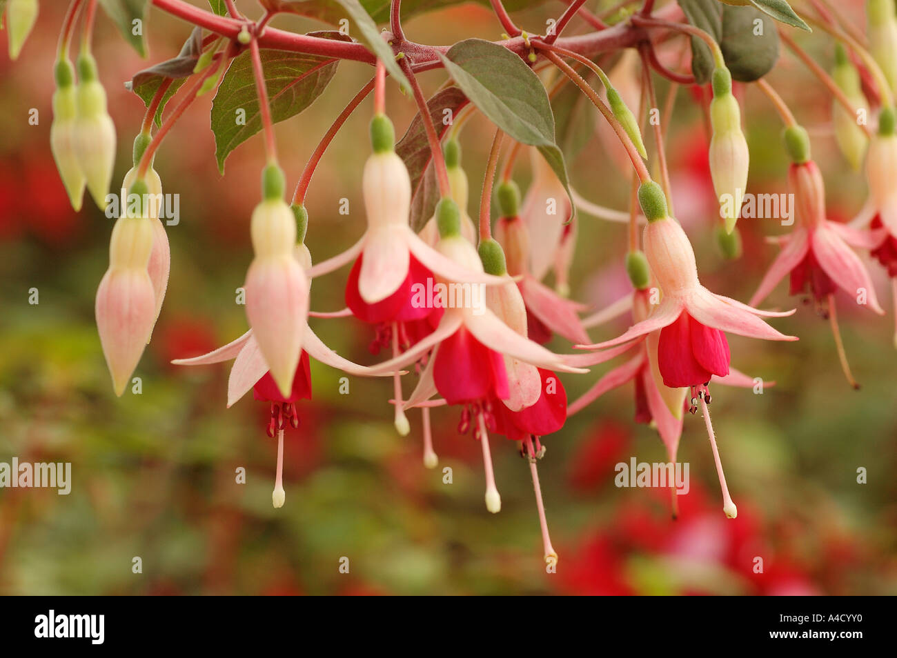 Fuchsia mini rose Stock Photo - Alamy