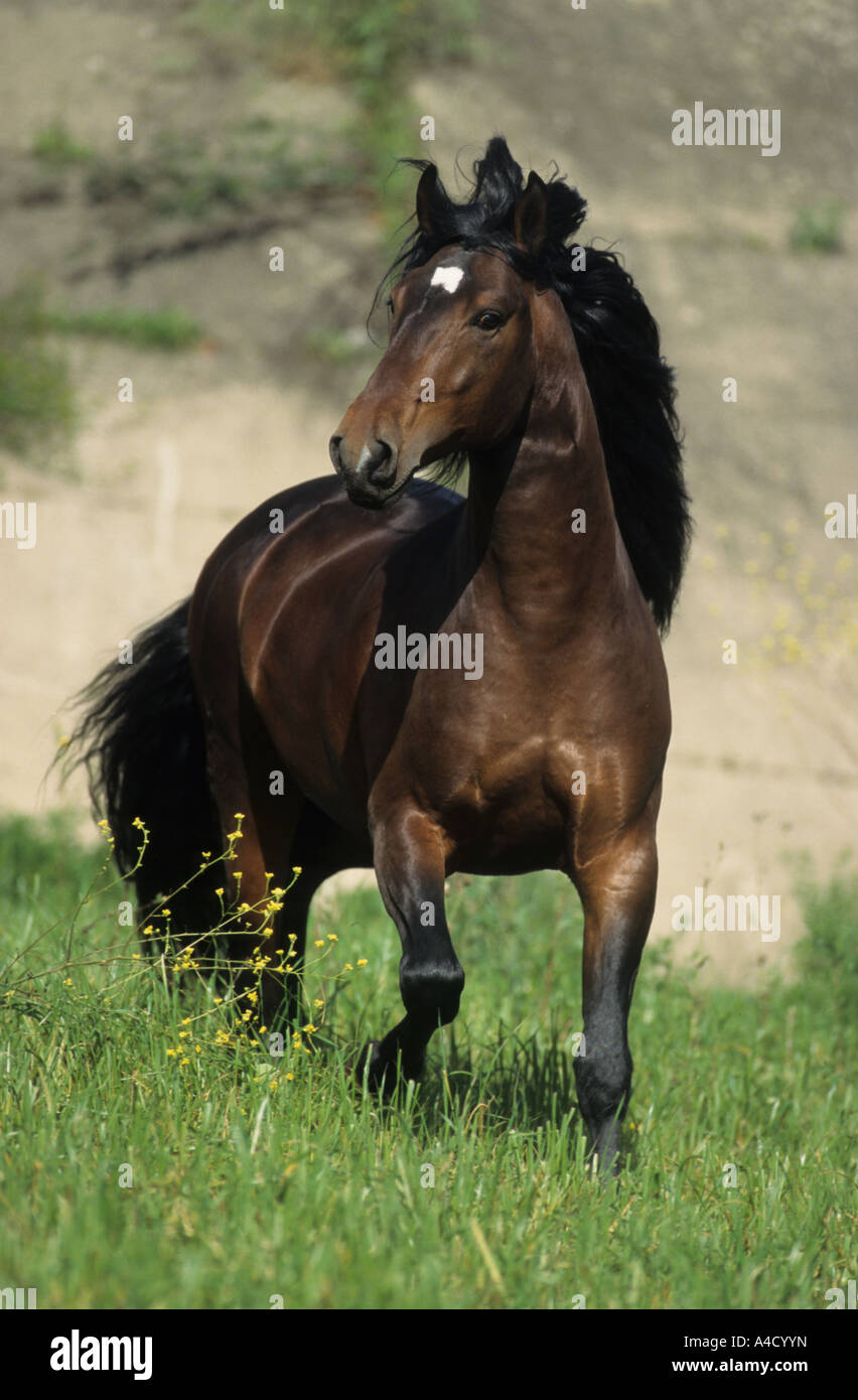 Lusitano horse stallion hi-res stock photography and images - Alamy