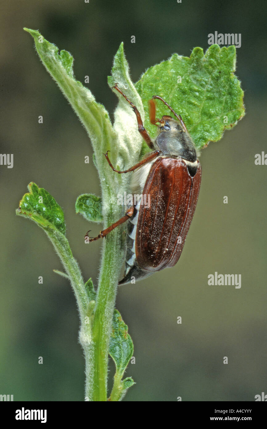 Common Cockchafer, Maybug (Melolontha melolontha) at the top of a twig ...