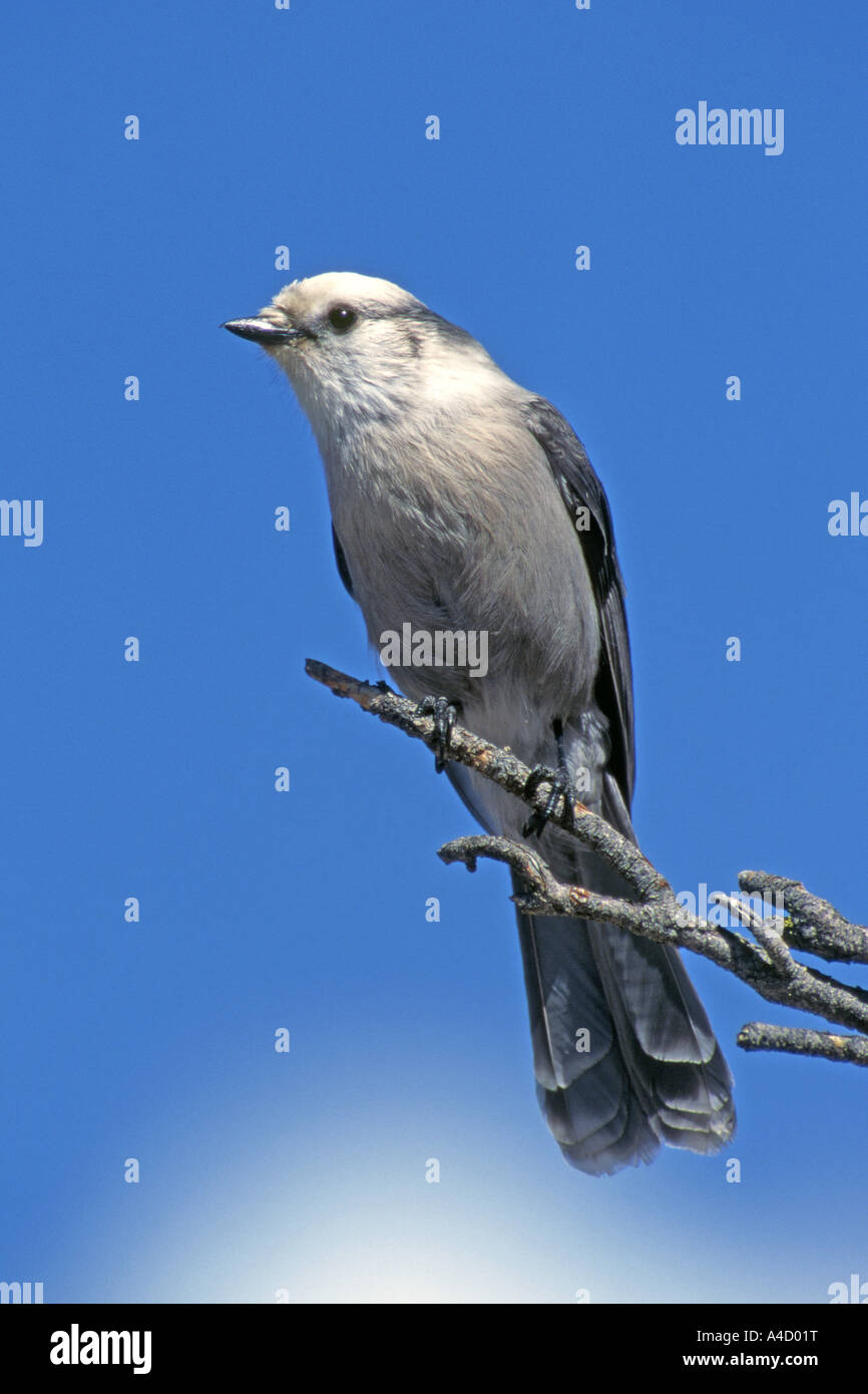 Gray Jay (Perisoreus canadensis) perched on twig Stock Photo - Alamy