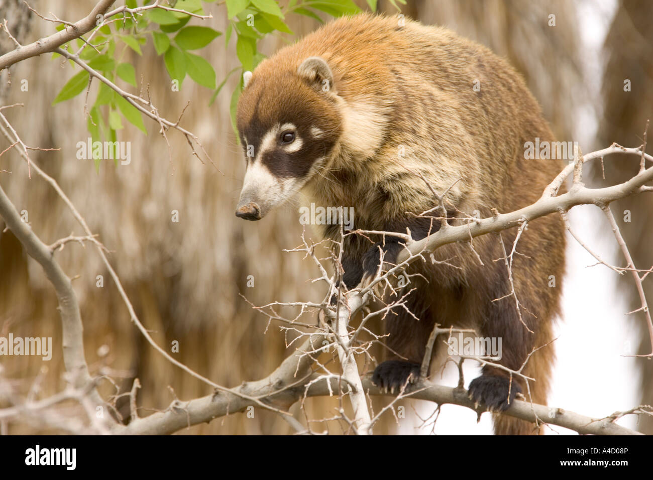 White-nosed Coati, Pizote, Antoon (Nasua narica) climbing in tree ...