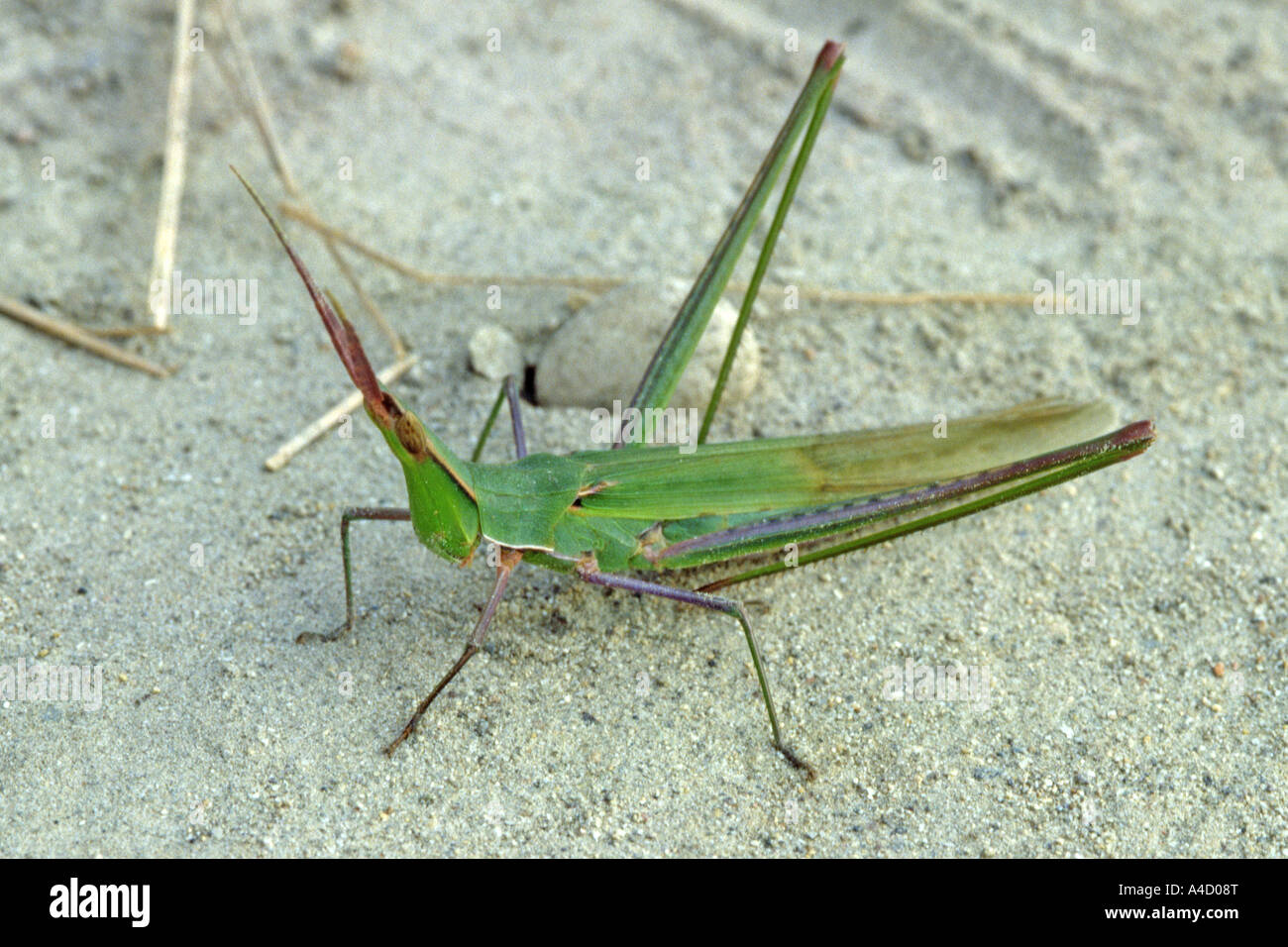 Acrida hungarica hi-res stock photography and images - Alamy