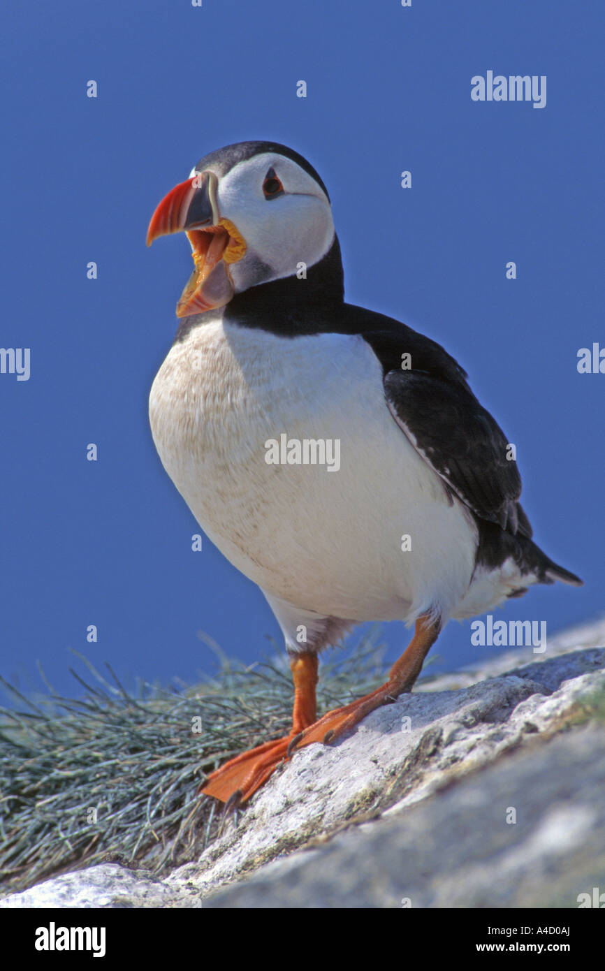 Adult puffin in breeding plumage hi-res stock photography and images ...