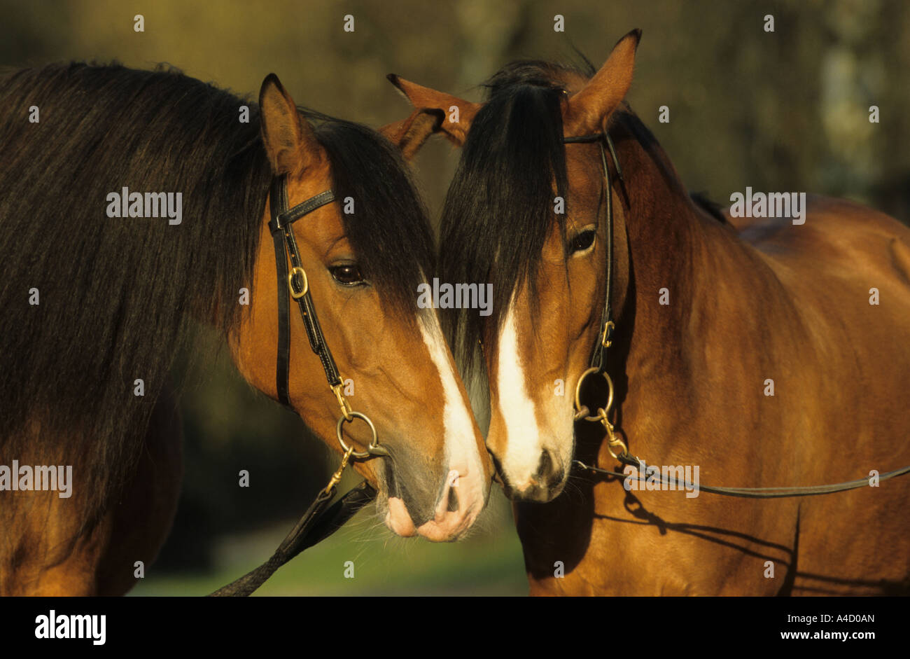 Two horse heads hi-res stock photography and images - Alamy