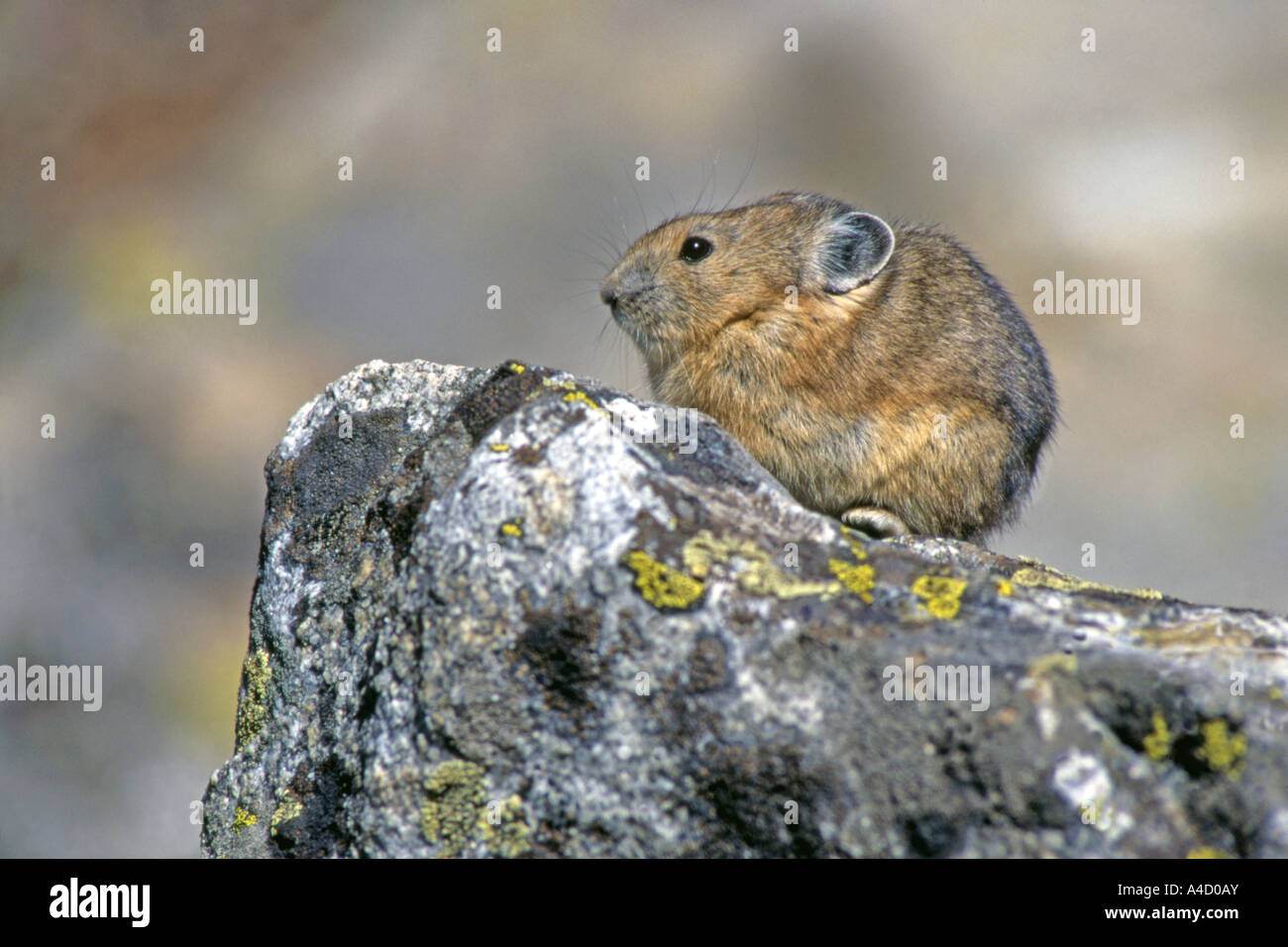 Pikas hi-res stock photography and images - Alamy