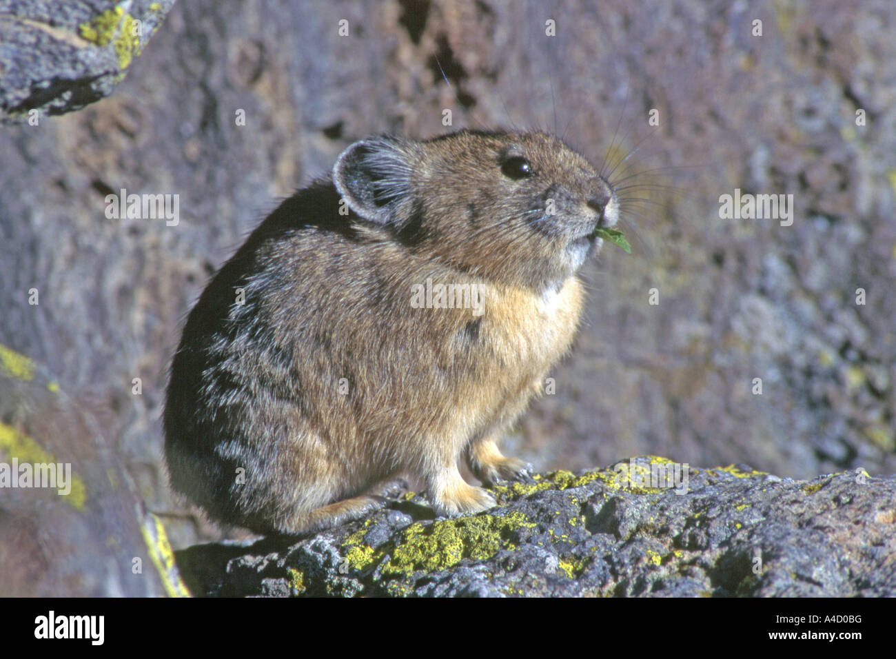 American Pika, Mouse Hare, Coney (Ochotona princeps) on rock Stock ...