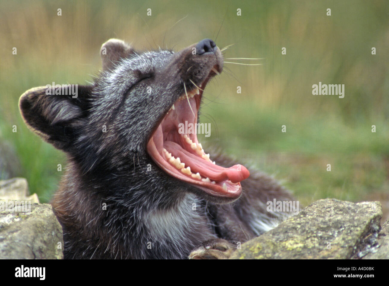 Arctic Fox (Alopex lagopus) in summer coat, yawning Stock Photo - Alamy