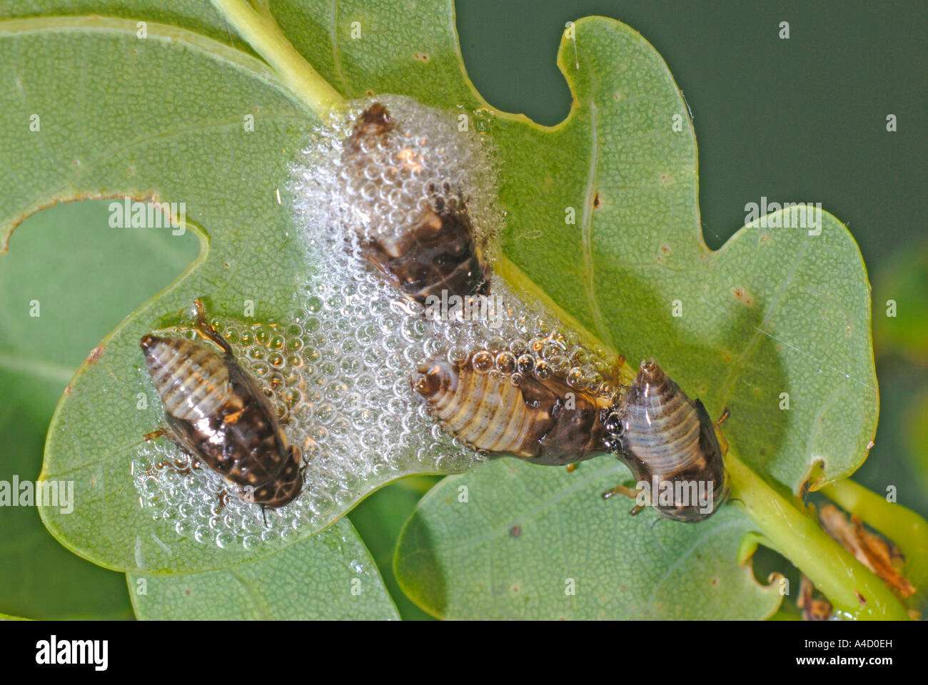 Froghopper Spittlebug (Aphrophora sp.), larva in nest on plant Stock ...
