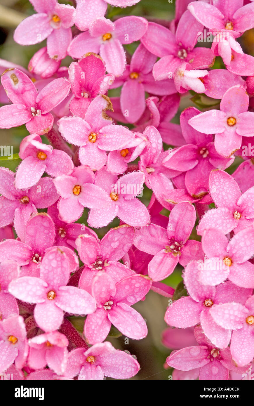 Striped daphne daphne striata hi-res stock photography and images - Alamy