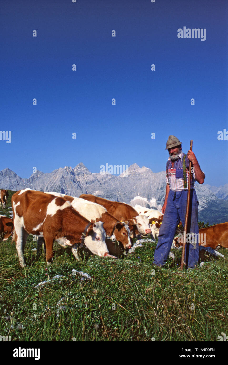 Simmentaler Cows with herder on an alpine meadow, Tyrol Stock Photo - Alamy