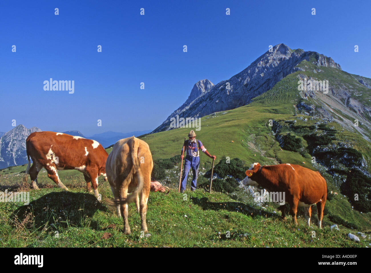 Simmentaler Cows with herder on an alpine meadow, Tyrol Stock Photo - Alamy