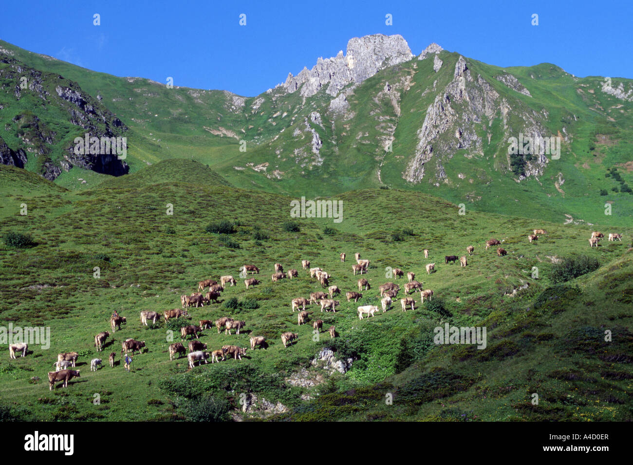 Simmentaler Cows on an alpine meadow, Tyrol Stock Photo - Alamy