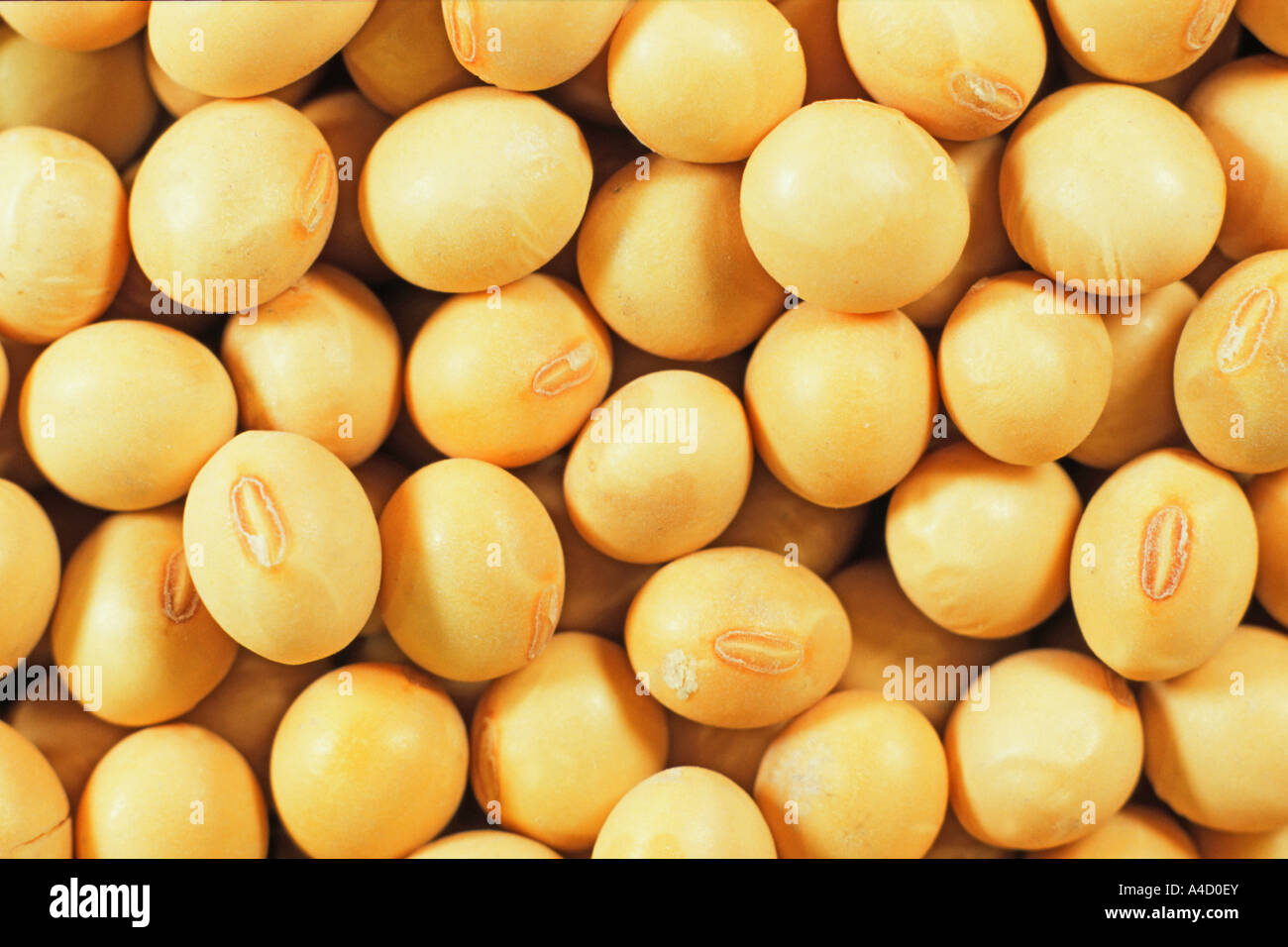 Soya Bean (Glycine max), beans Stock Photo - Alamy