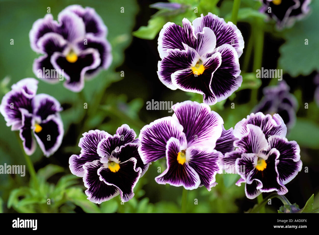 Garden Pansy (Viola x wittrockiana), flowers Stock Photo - Alamy