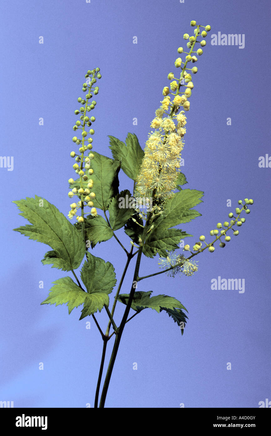 Black Cohosh, Squaw Root, Black Snakeroot (Cimifuga racemosa ...