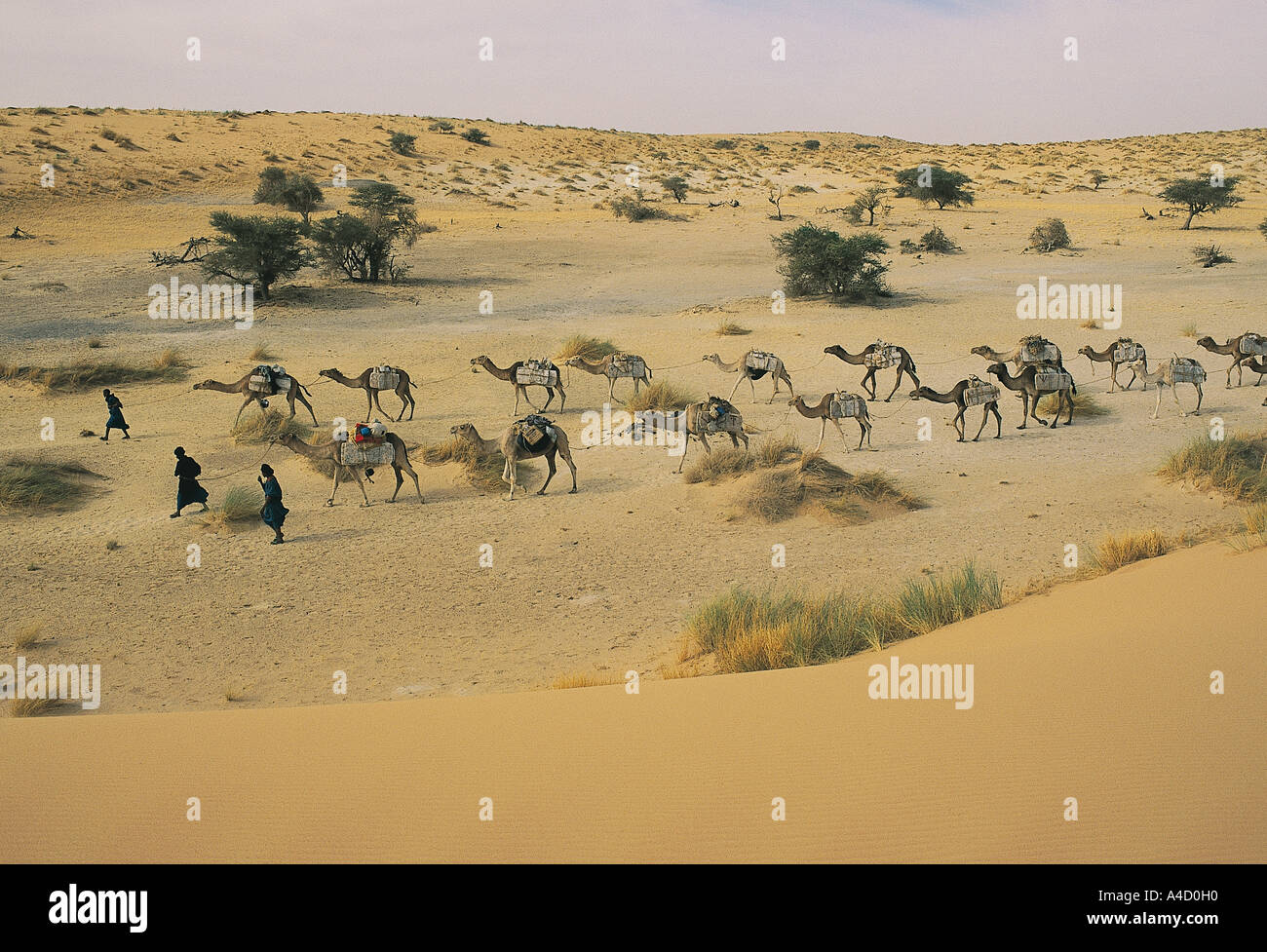 Tuareg Salt Caravan in Great Sahara desert traveling from Taodeni to ...