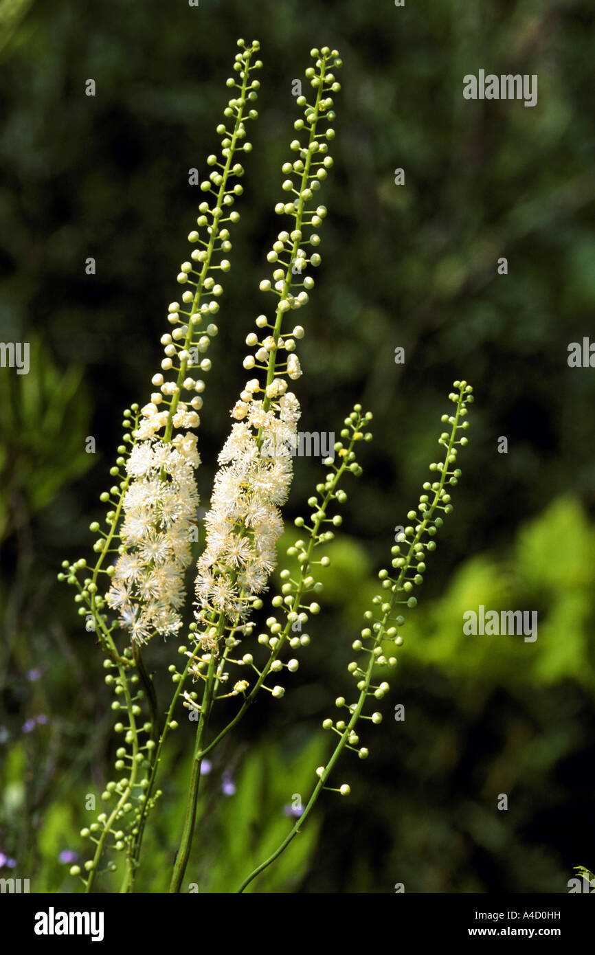 Black Cohosh, Squaw Root, Black Snakeroot (Cimifuga racemosa ...