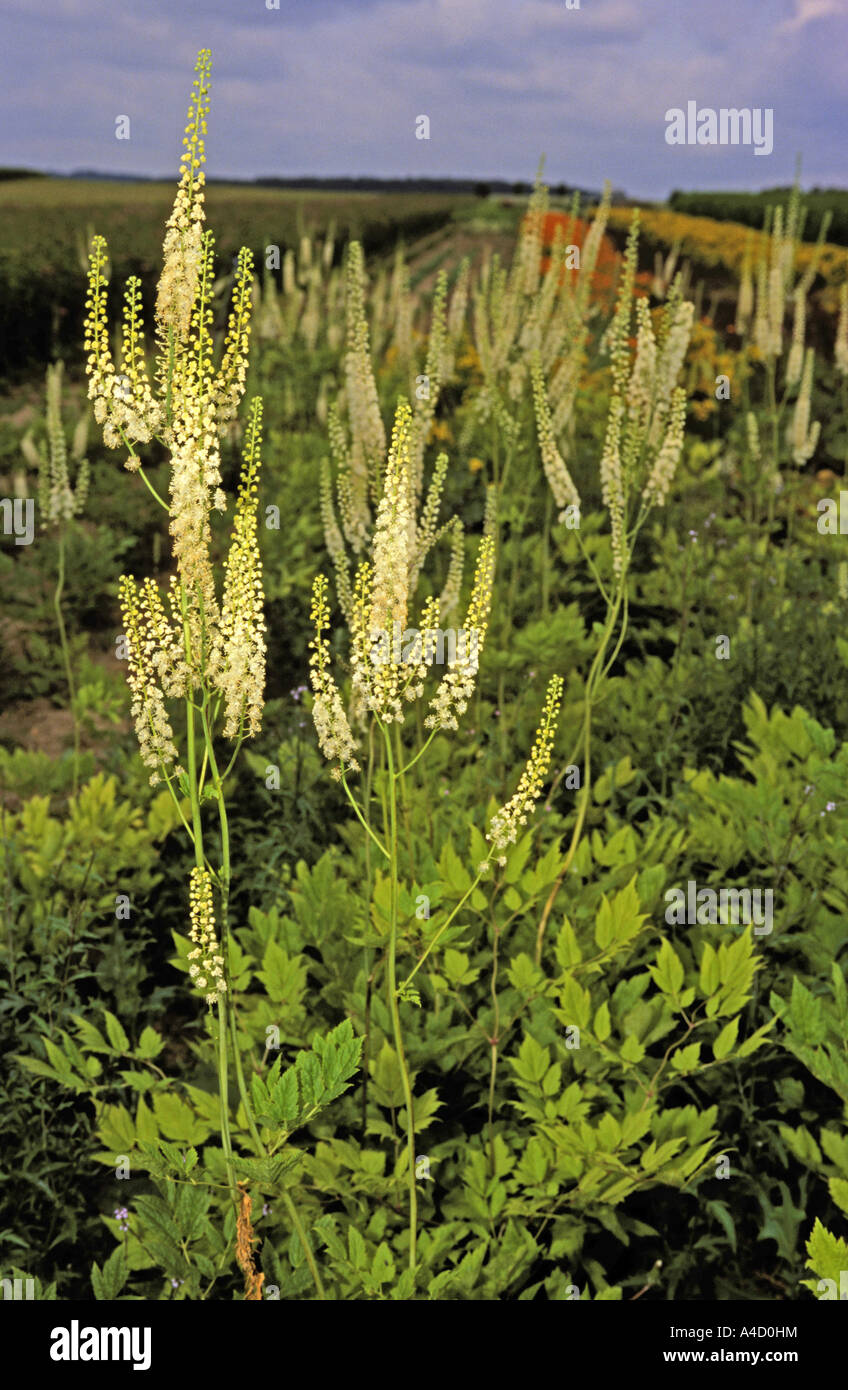 Black Cohosh, Squaw Root, Black Snakeroot (Cimifuga racemosa ...