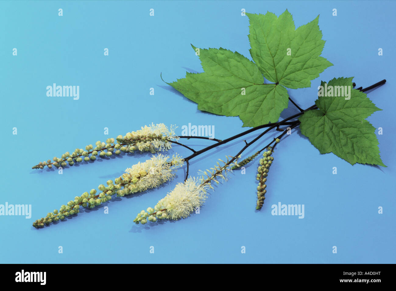 Black Cohosh, Squaw Root, Black Snakeroot (Cimifuga racemosa ...