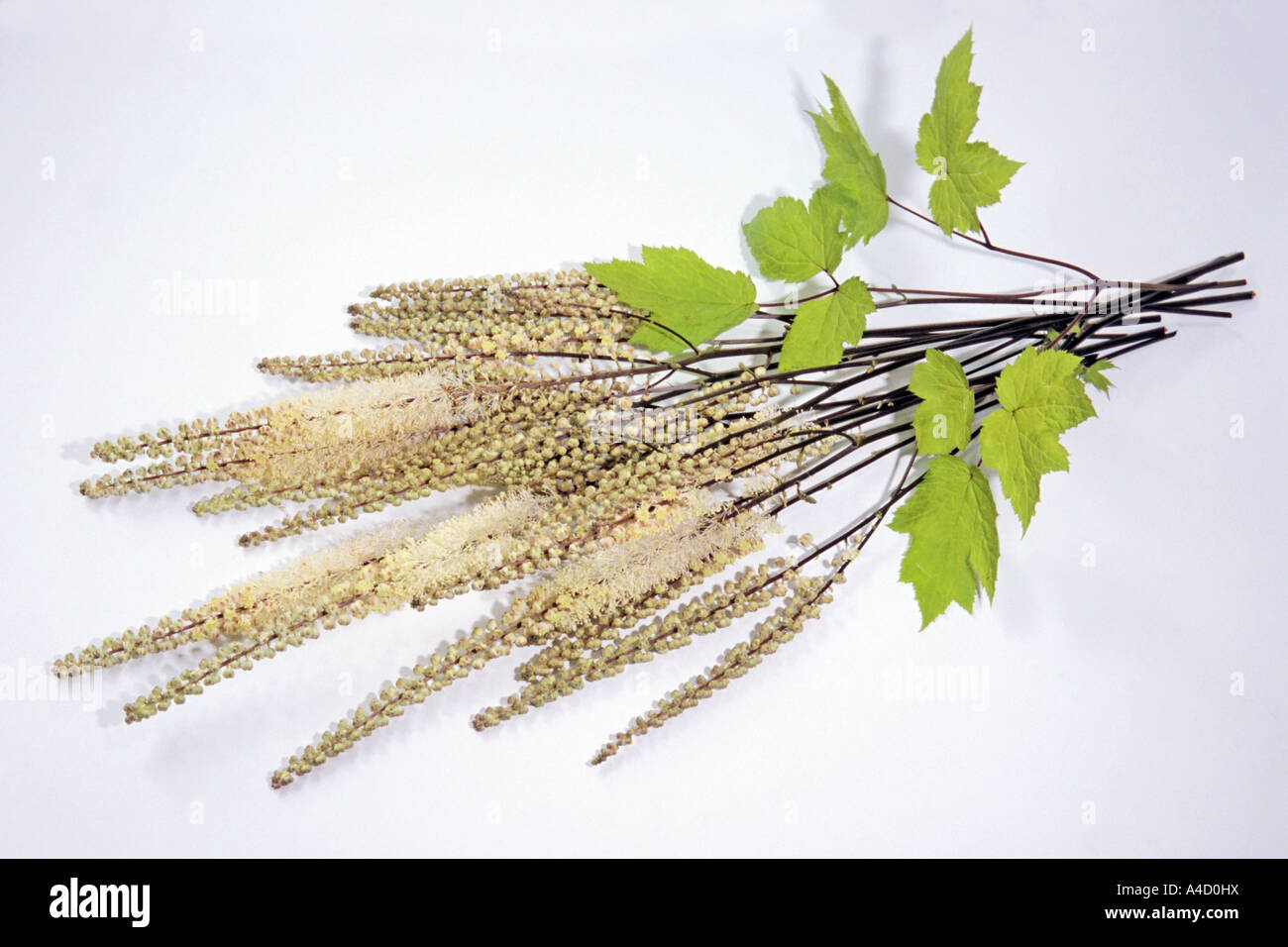Black Cohosh, Squaw Root, Black Snakeroot (Cimifuga racemosa ...