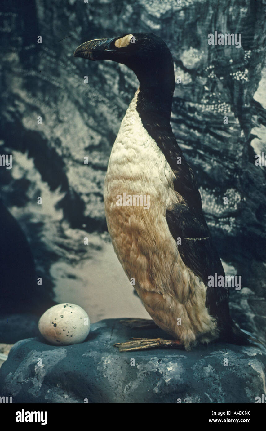 Great auk hi-res stock photography and images - Alamy