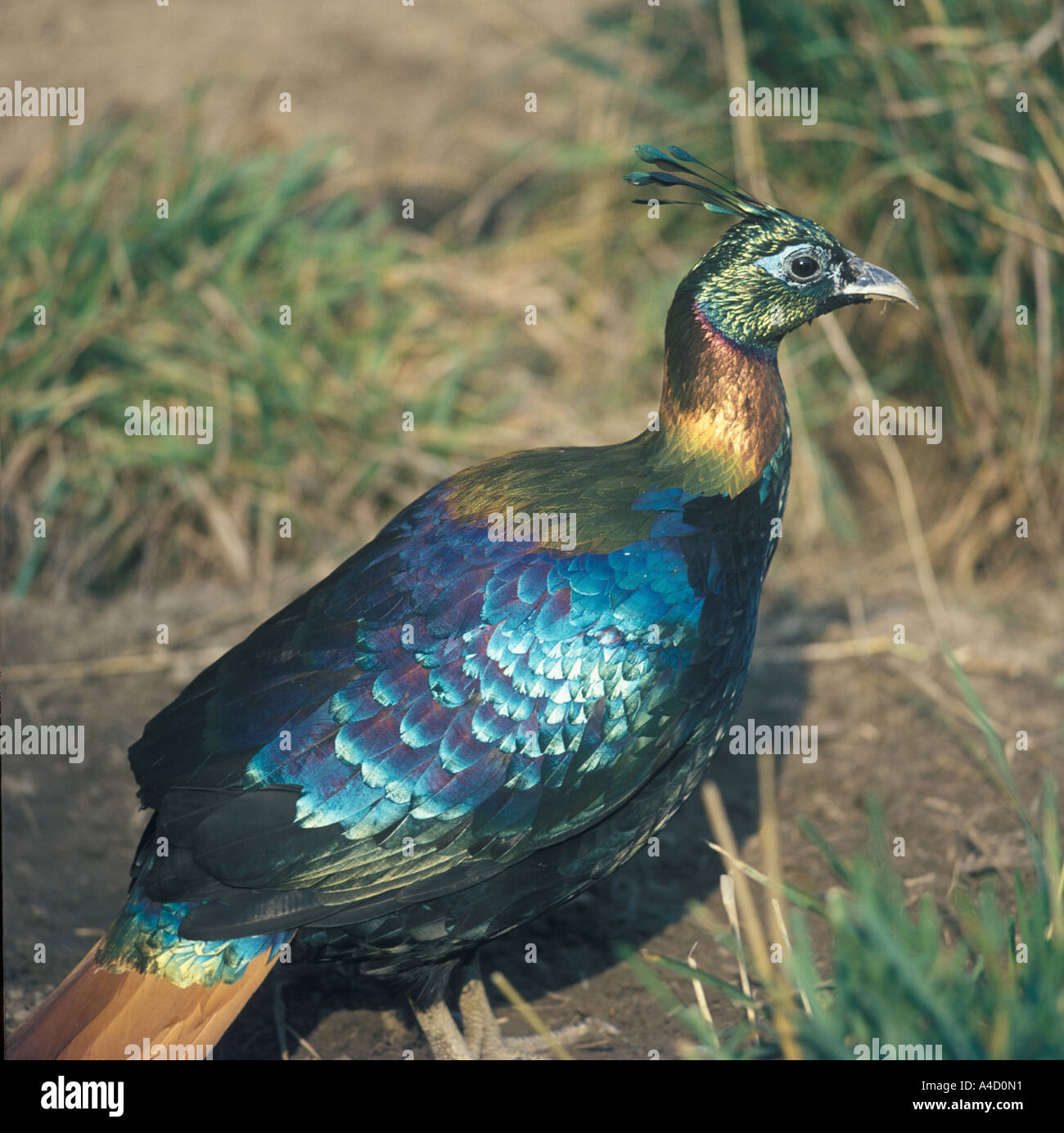 Lophophorus hi-res stock photography and images - Alamy