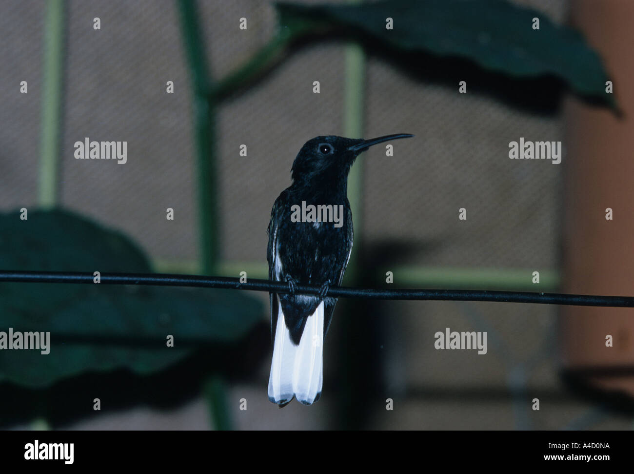 Booted Racket tail Hummingbird Ocreatus underwoodii Female Stock Photo ...