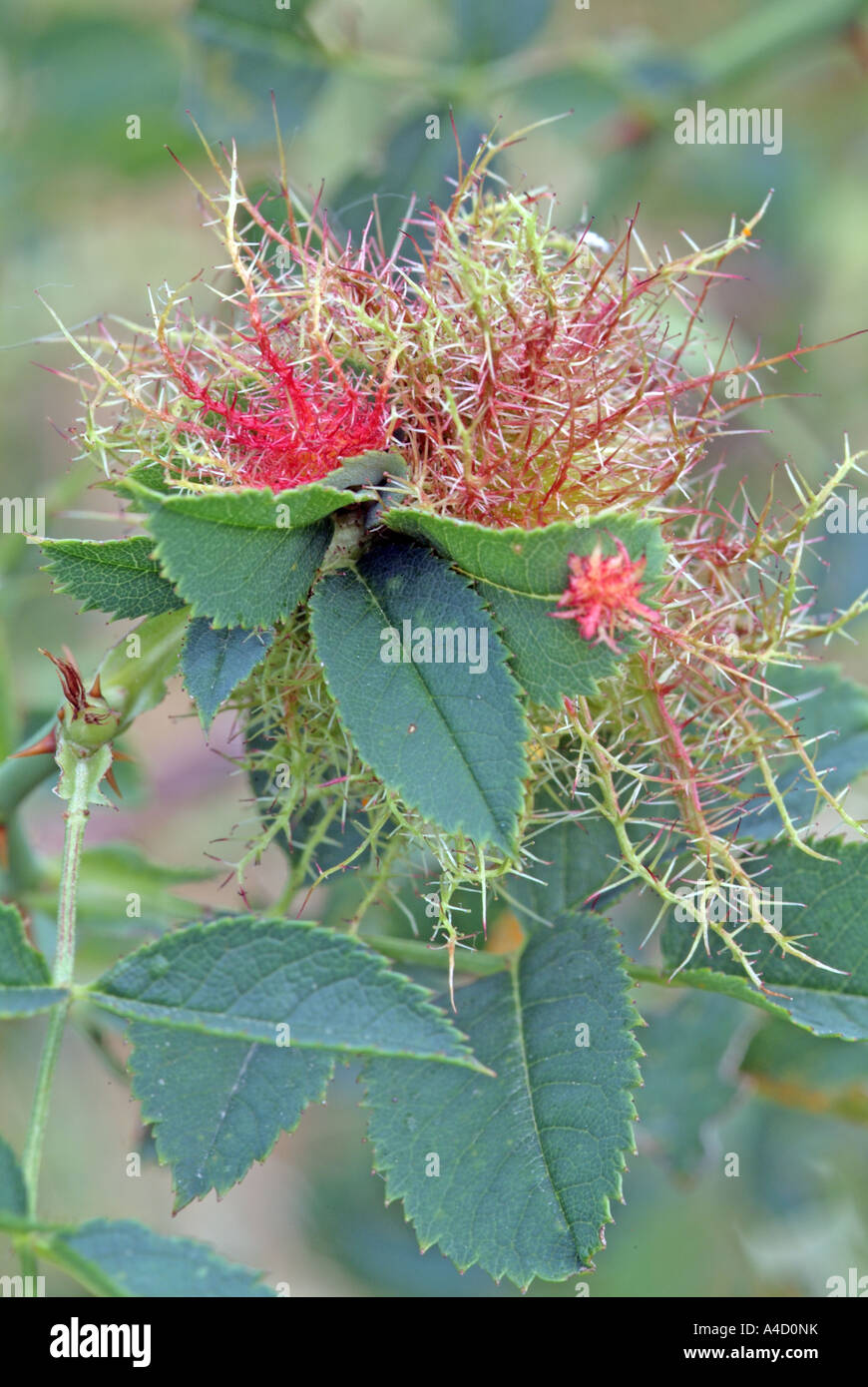 Bedeguar Gall, Robins Pincushion caused by Mossy Rose Gall Wasp Stock ...