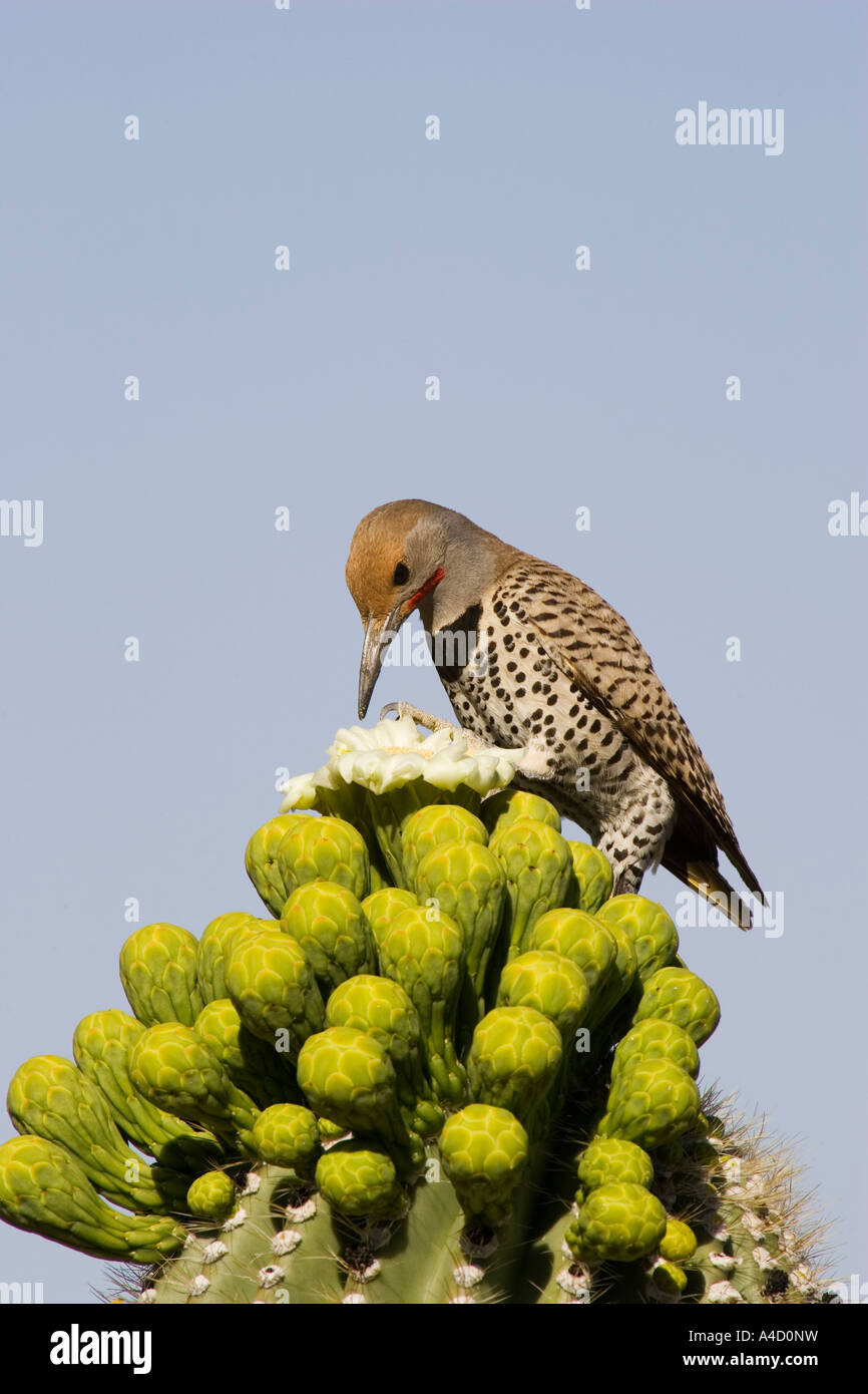 Gilded Flicker (Colaptes chrysoides) foraging for nectar at the flower ...