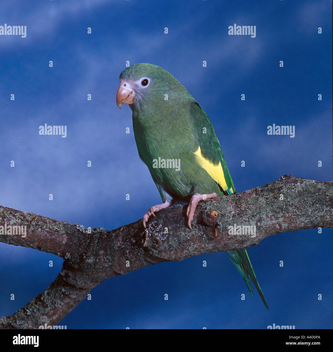 Chiriri hi-res stock photography and images - Alamy