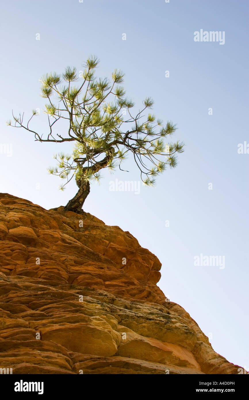 Pinyon Pine (Pinus edulis), solitary pine tree on top of an isolated ...