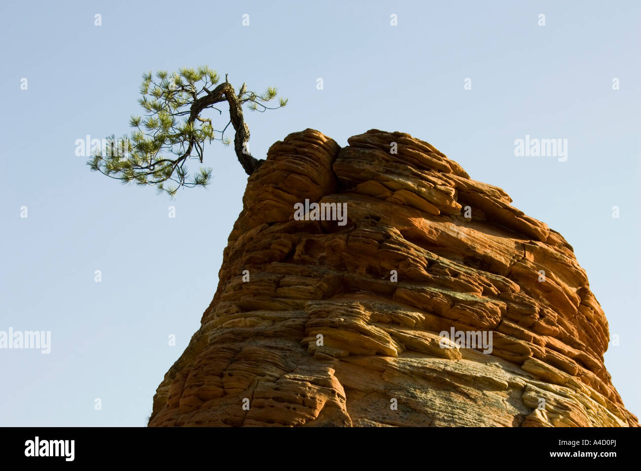 Pinyon pine pinus edulis hi-res stock photography and images - Alamy