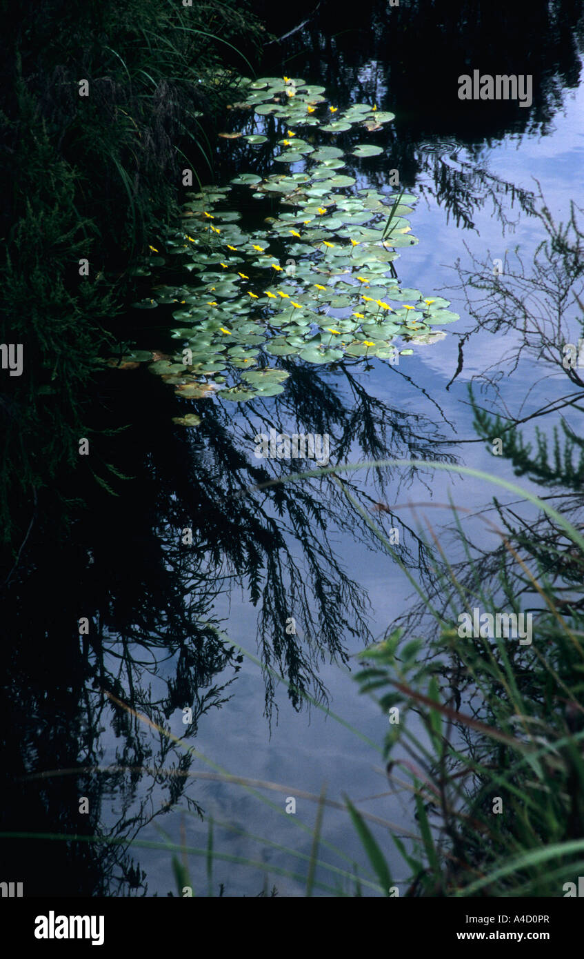 Still life, close up, detail, plant, reflection, water plants, beauty ...