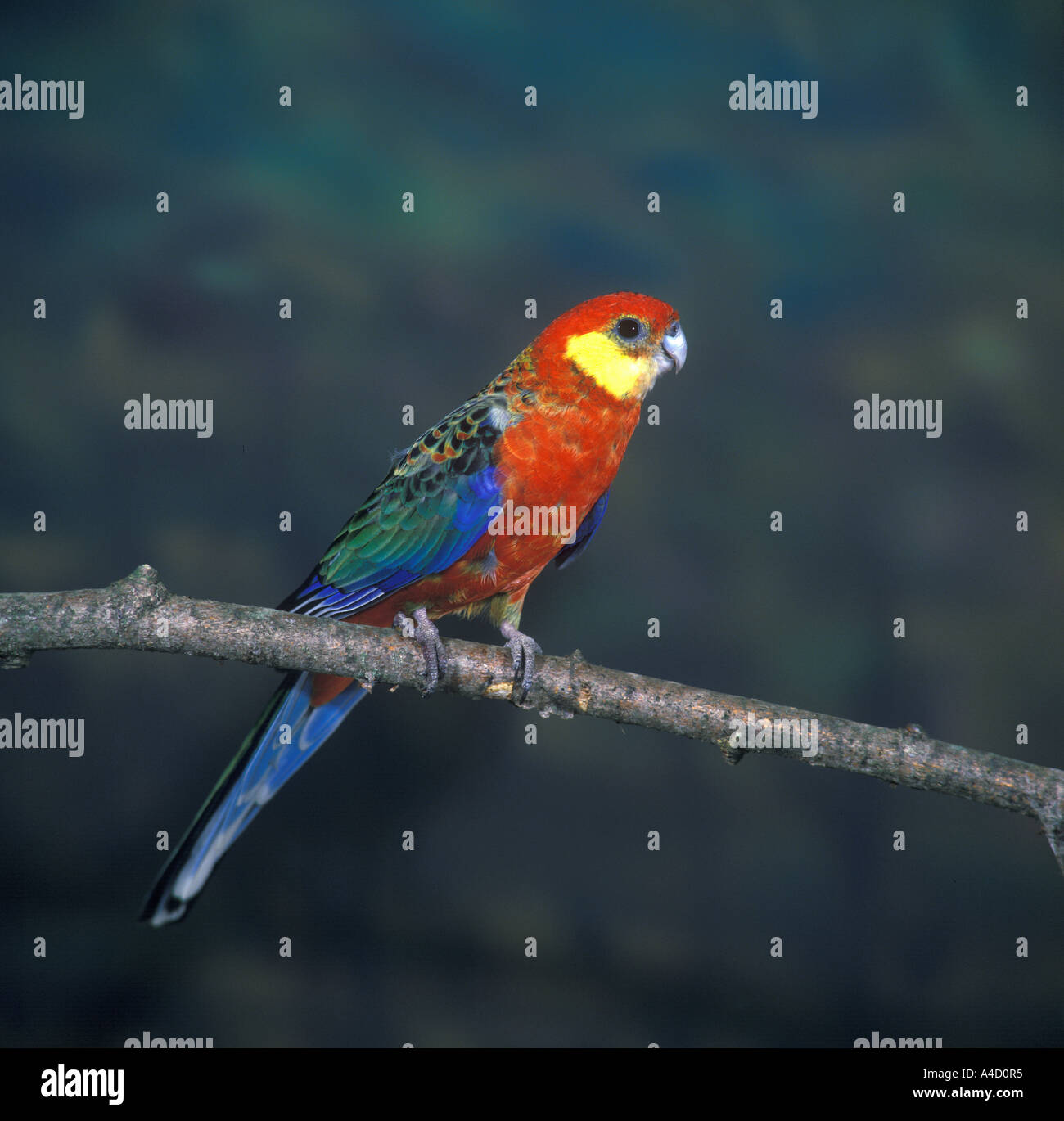Stanley Rosella Platycercus icterotis Perched Stock Photo - Alamy