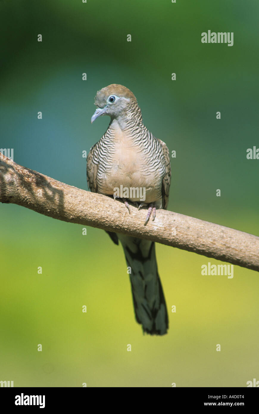 Barred ground dove hi-res stock photography and images - Alamy
