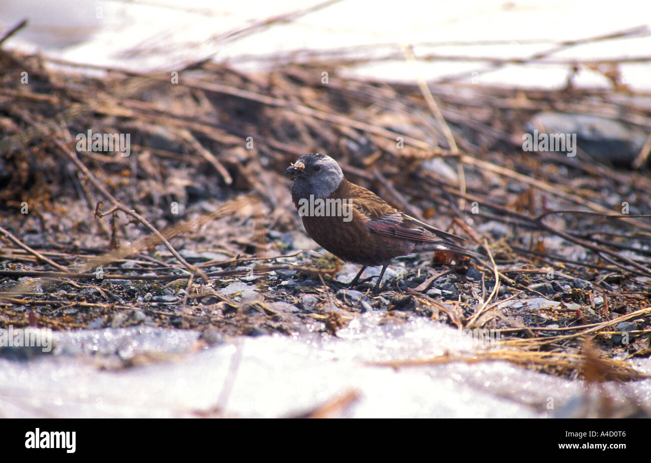 Leucosticte hi-res stock photography and images - Alamy