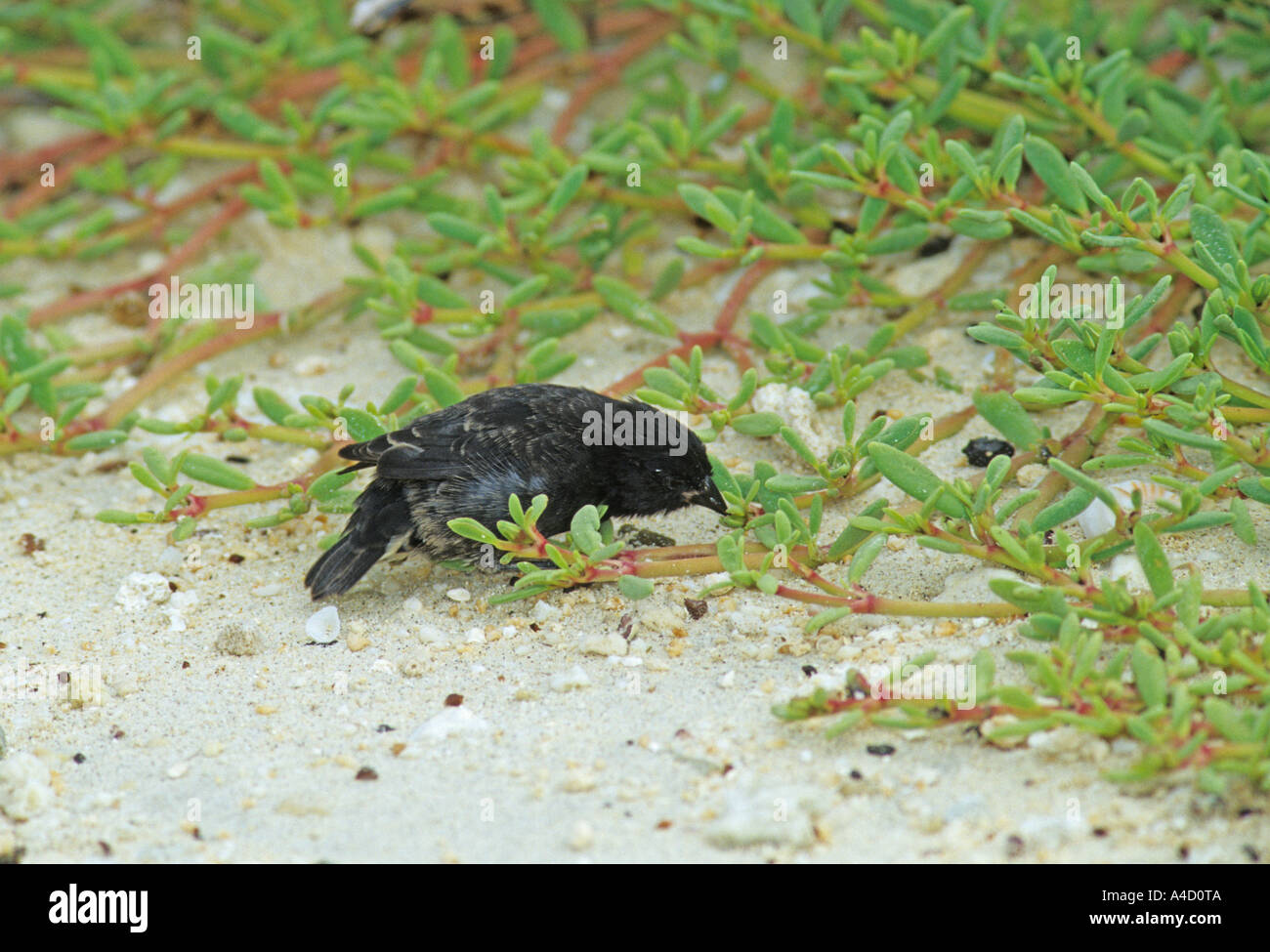 Sharp beaked ground finch hi-res stock photography and images - Alamy