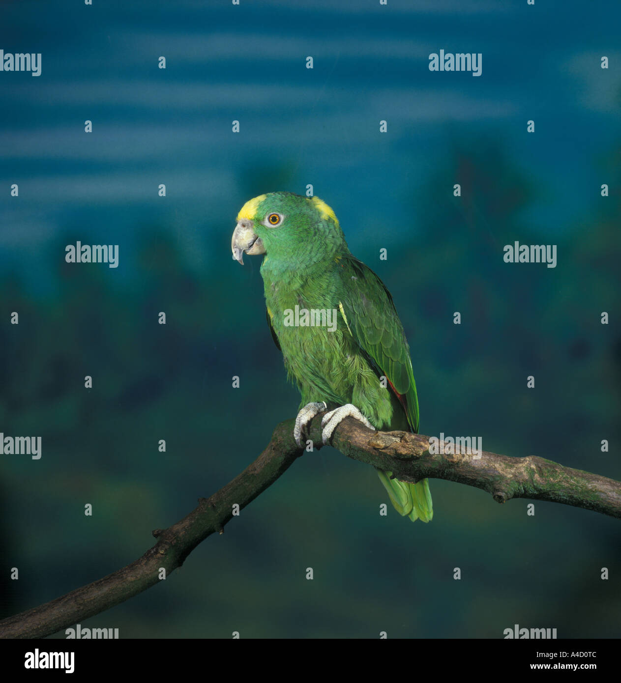 Amazona ochrocephala ochrocephala hi-res stock photography and images ...