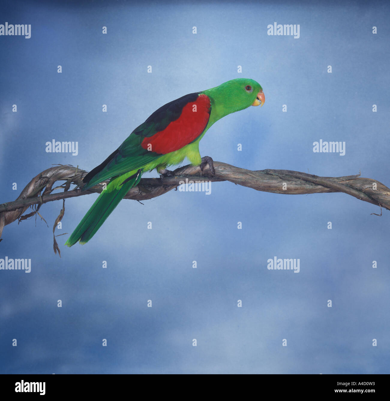 Red winged Parrot Aprosmictus erythropterus Stock Photo - Alamy