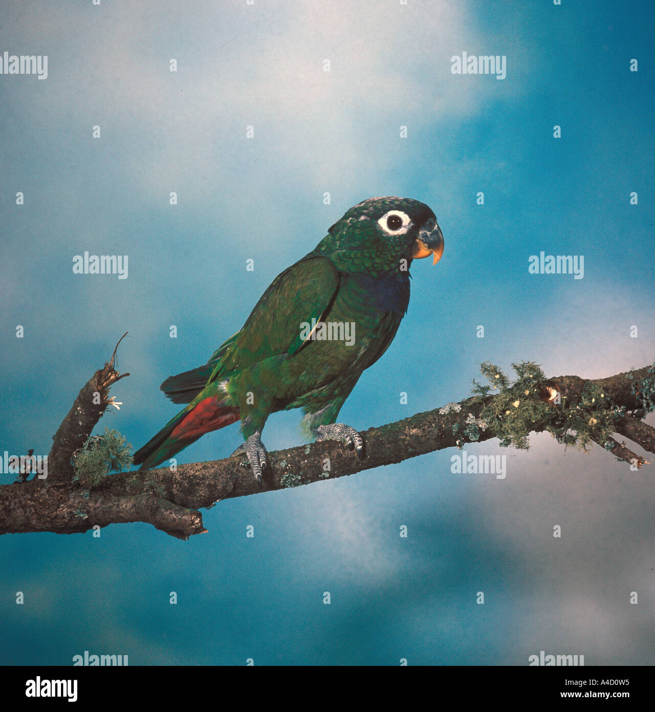Scaly headed Parrot Pionus maximiliani On branch Stock Photo - Alamy