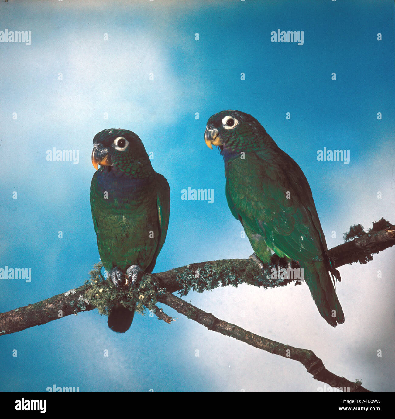 Scaly headed Parrot Pionus maximiliana Brazil Stock Photo - Alamy