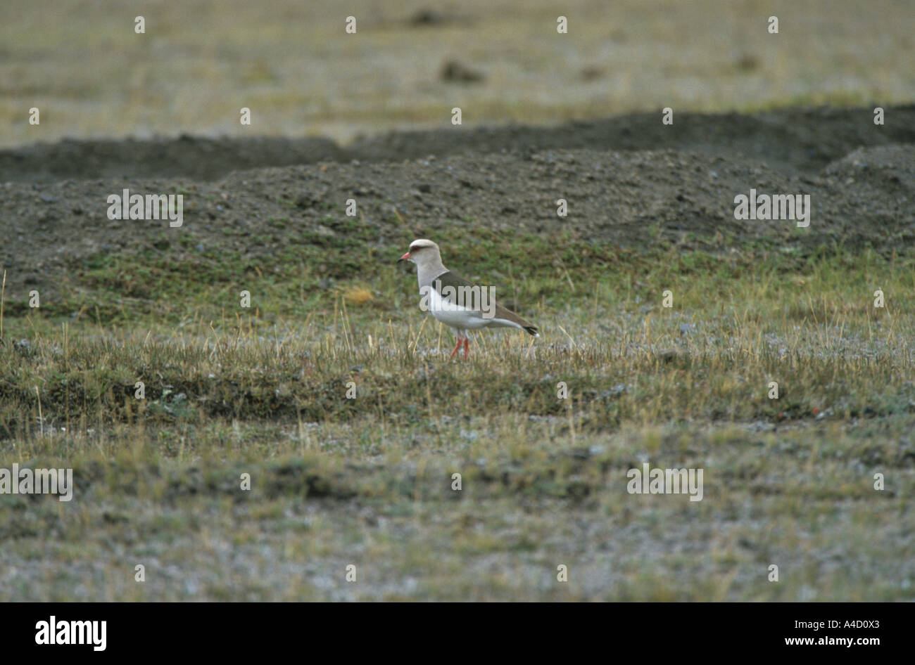 Vanellus Resplendens High Resolution Stock Photography and Images - Alamy