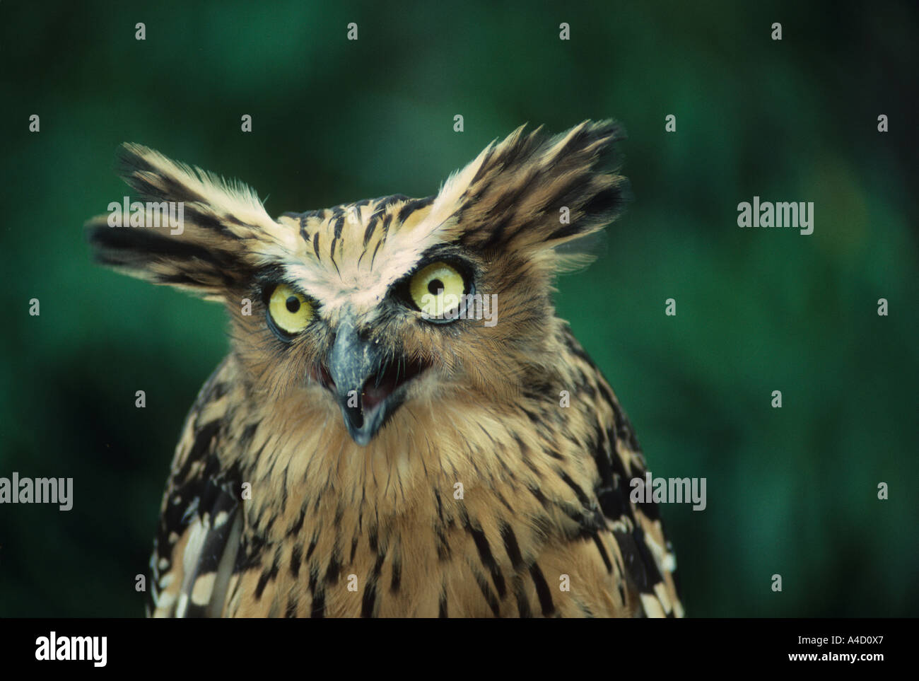 Malaysian Fish Owl Ketupa ketupa Head and shoulders Stock Photo - Alamy