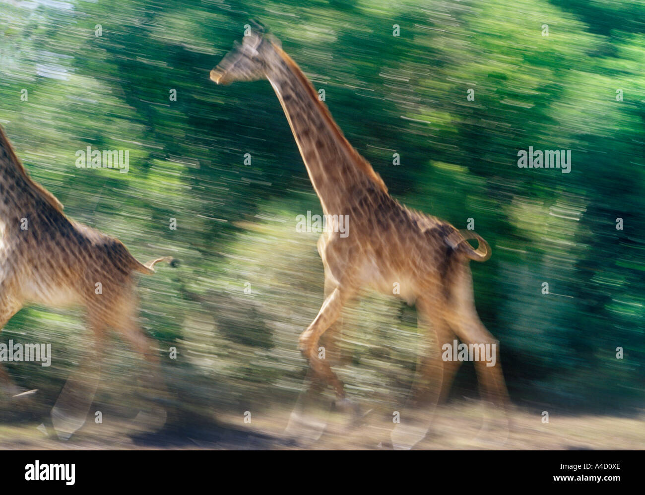 Giraffes movement hi-res stock photography and images - Alamy