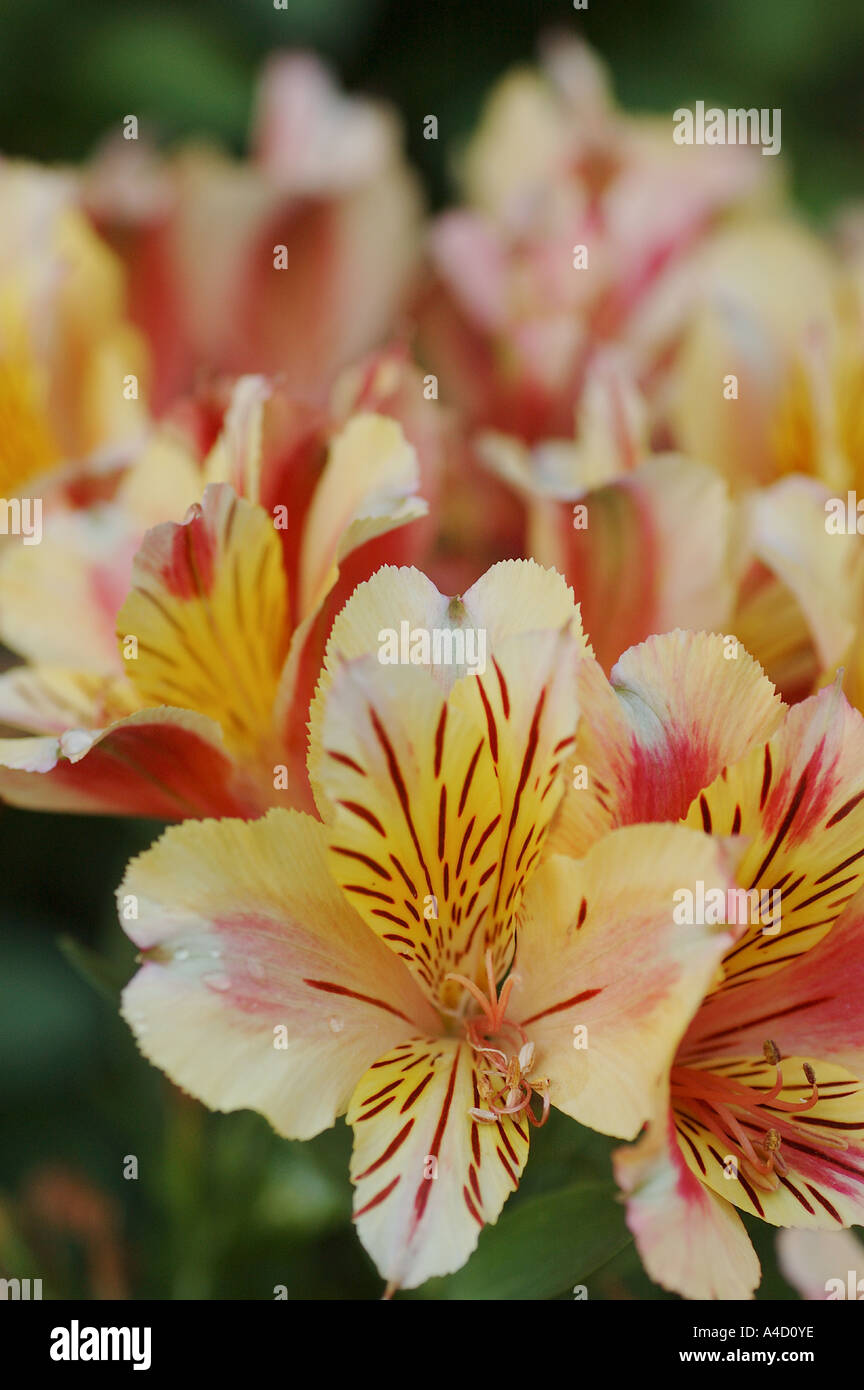 Tiger Lilly flowers Stock Photo - Alamy