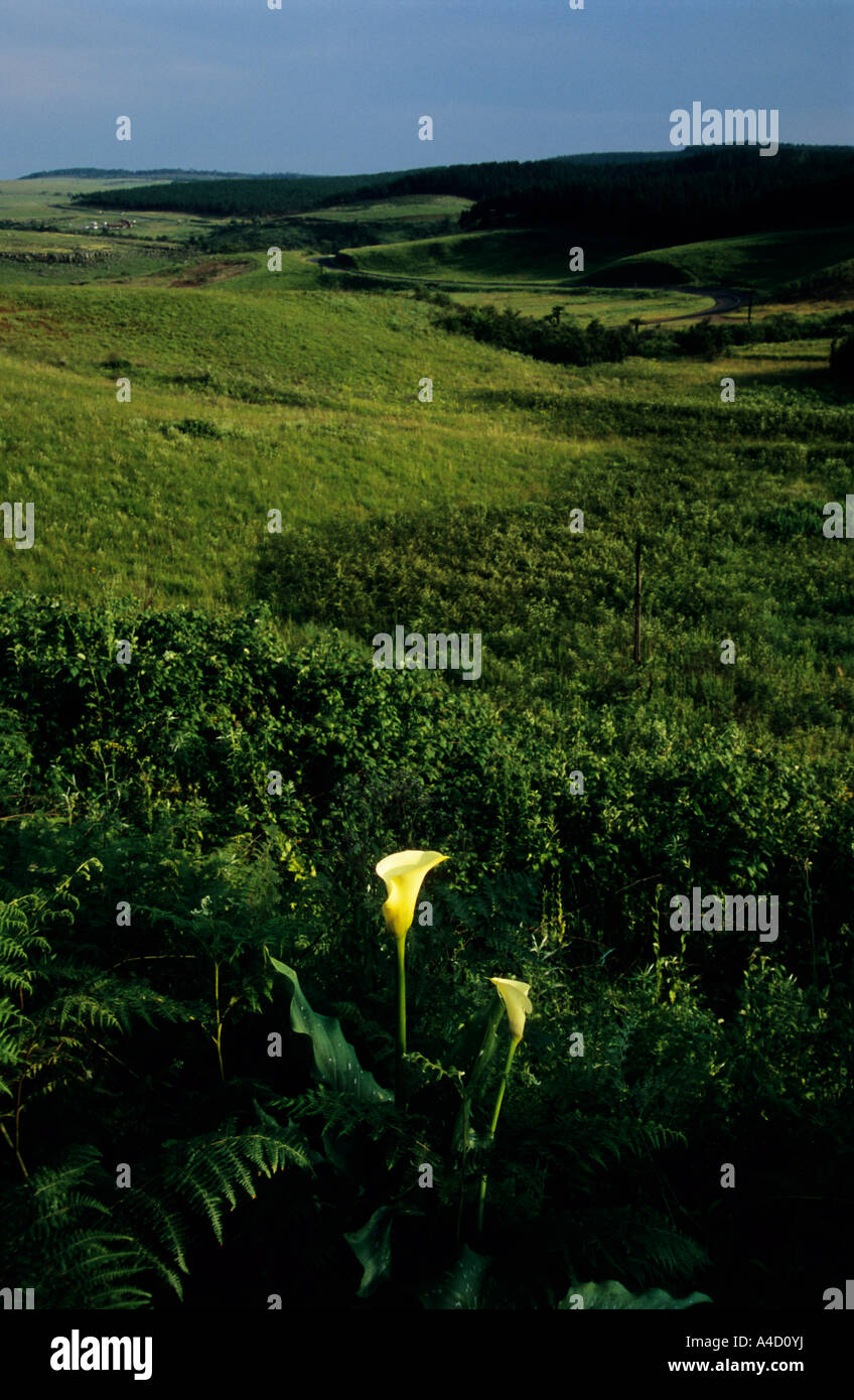 Landscape, Graskop, Mpumalanga, South Africa, grasslands of Lowveld ...