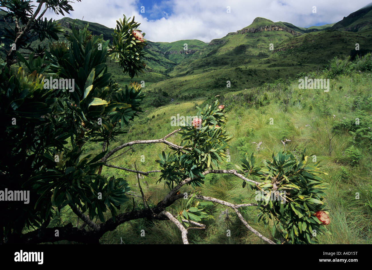 Landscape,KwaZulu-Natal, South Africa, plants, Protea roupelliae, Monks ...