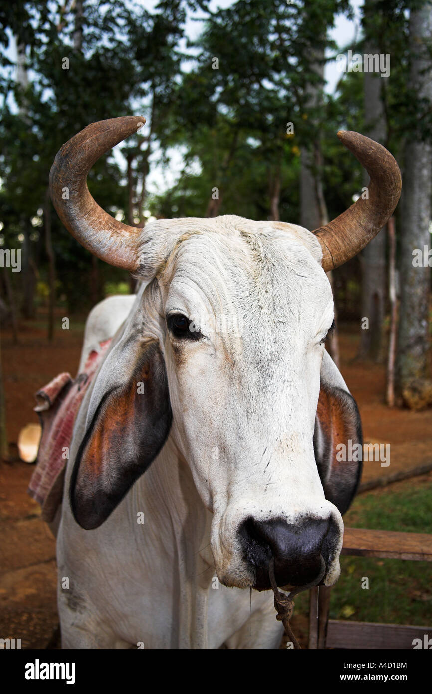 Portrait of an ox hi-res stock photography and images - Alamy