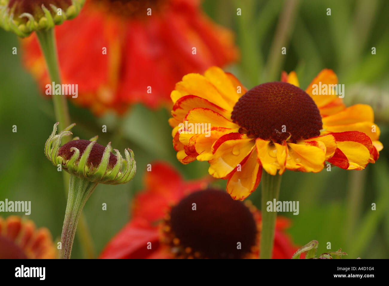 Rotgold hi-res stock photography and images - Alamy